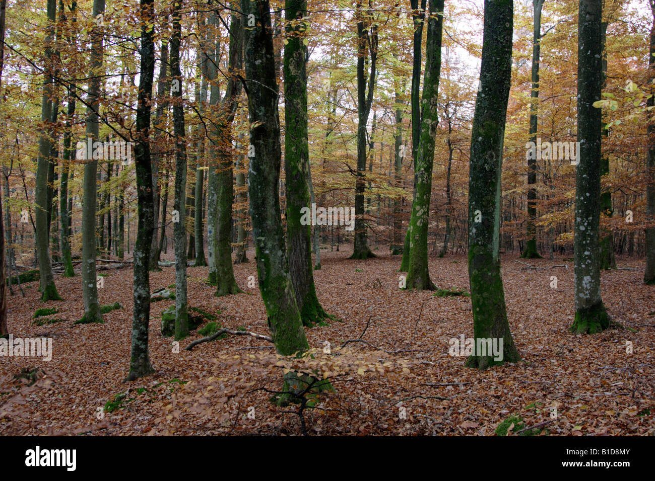 Autumn colours in the forest Stock Photo - Alamy