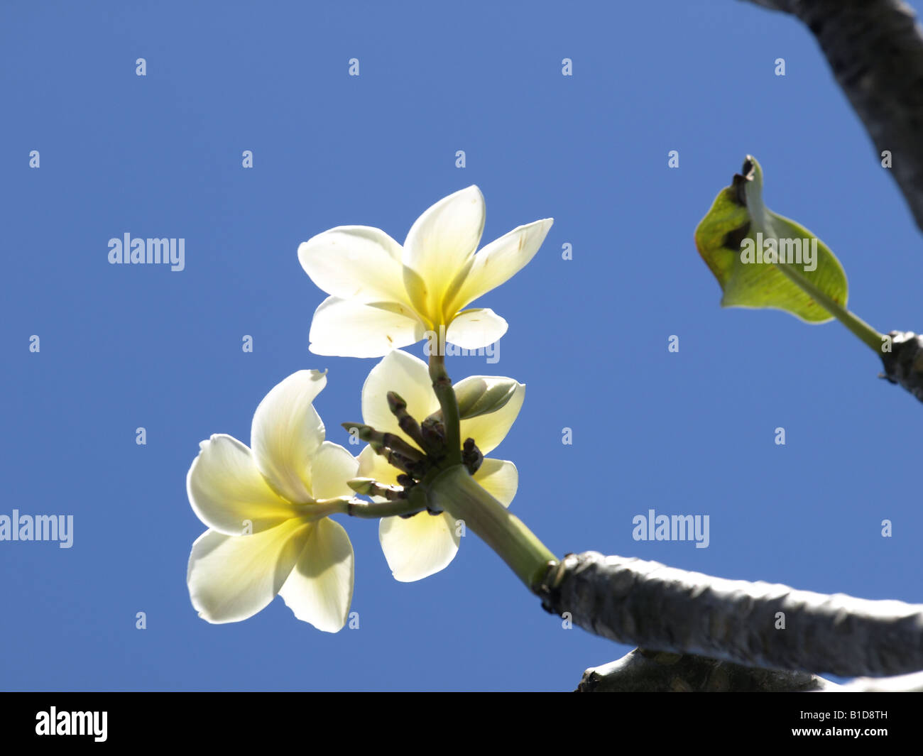 Temple tree flower hi-res stock photography and images - Alamy