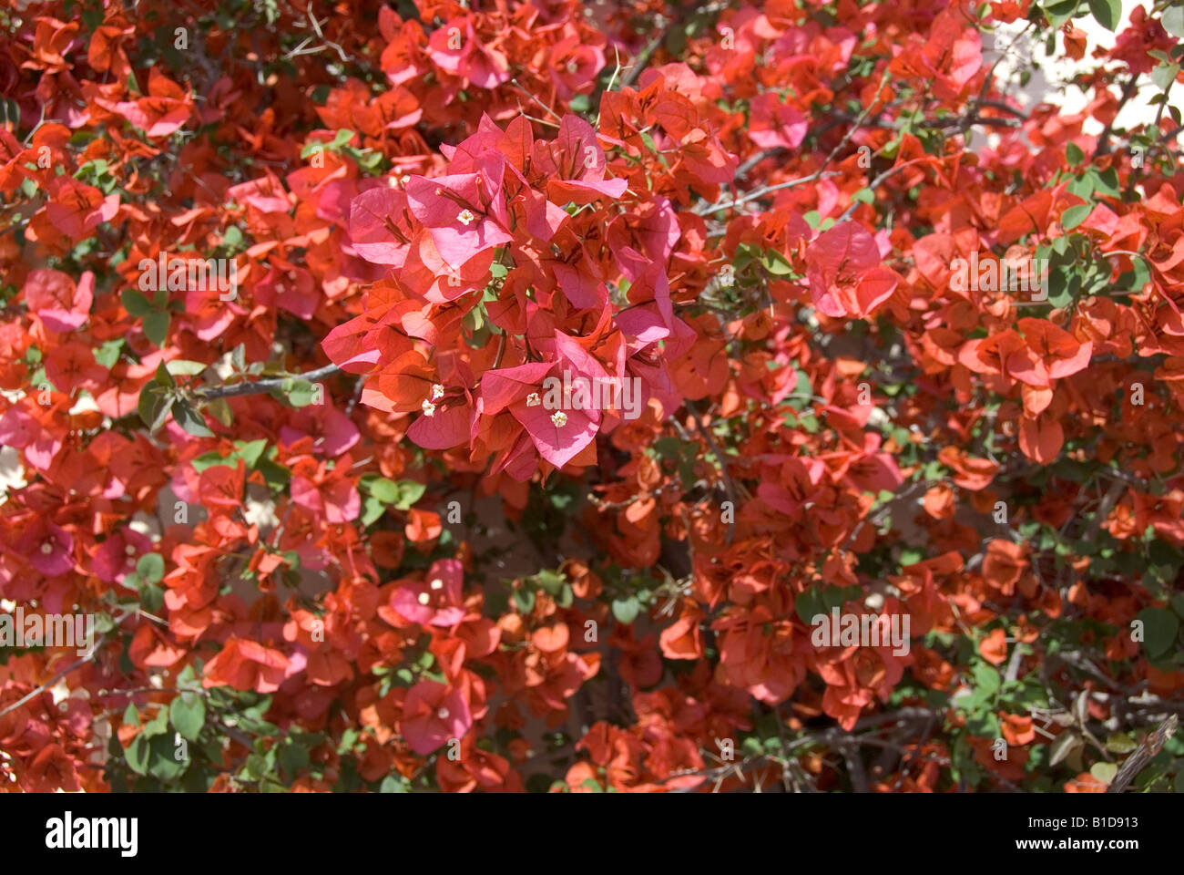 Red bougainvillea flowering plant hi-res stock photography and images ...