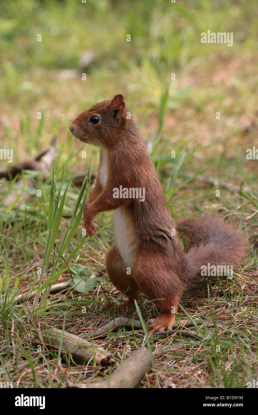 Red squirrel uk wildlife hi-res stock photography and images - Alamy