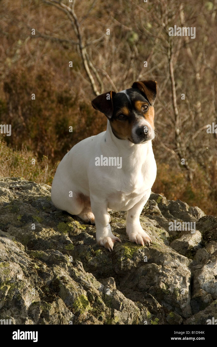 Jack Russel Dog Stock Photo - Alamy