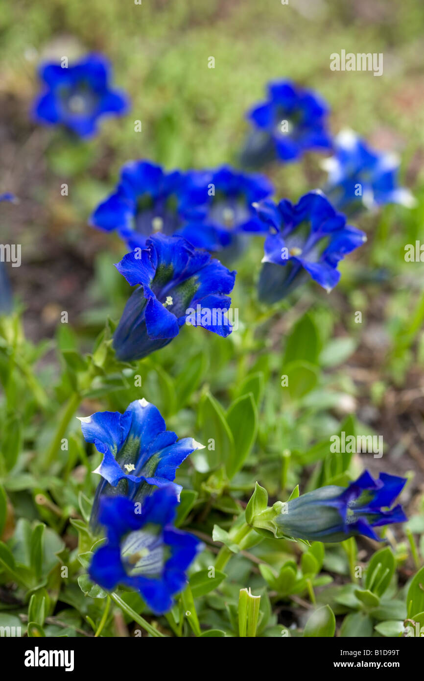 Gentiana blue hi-res stock photography and images - Alamy