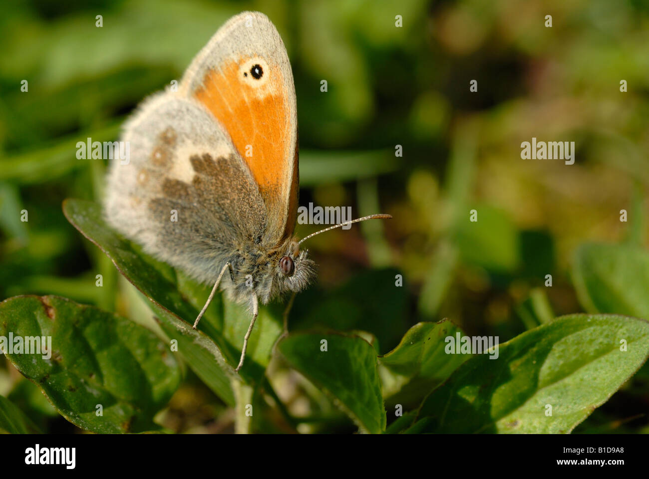 Small Heath butterfly Coenonympha pamphilus, Wales, UK Stock Photo - Alamy