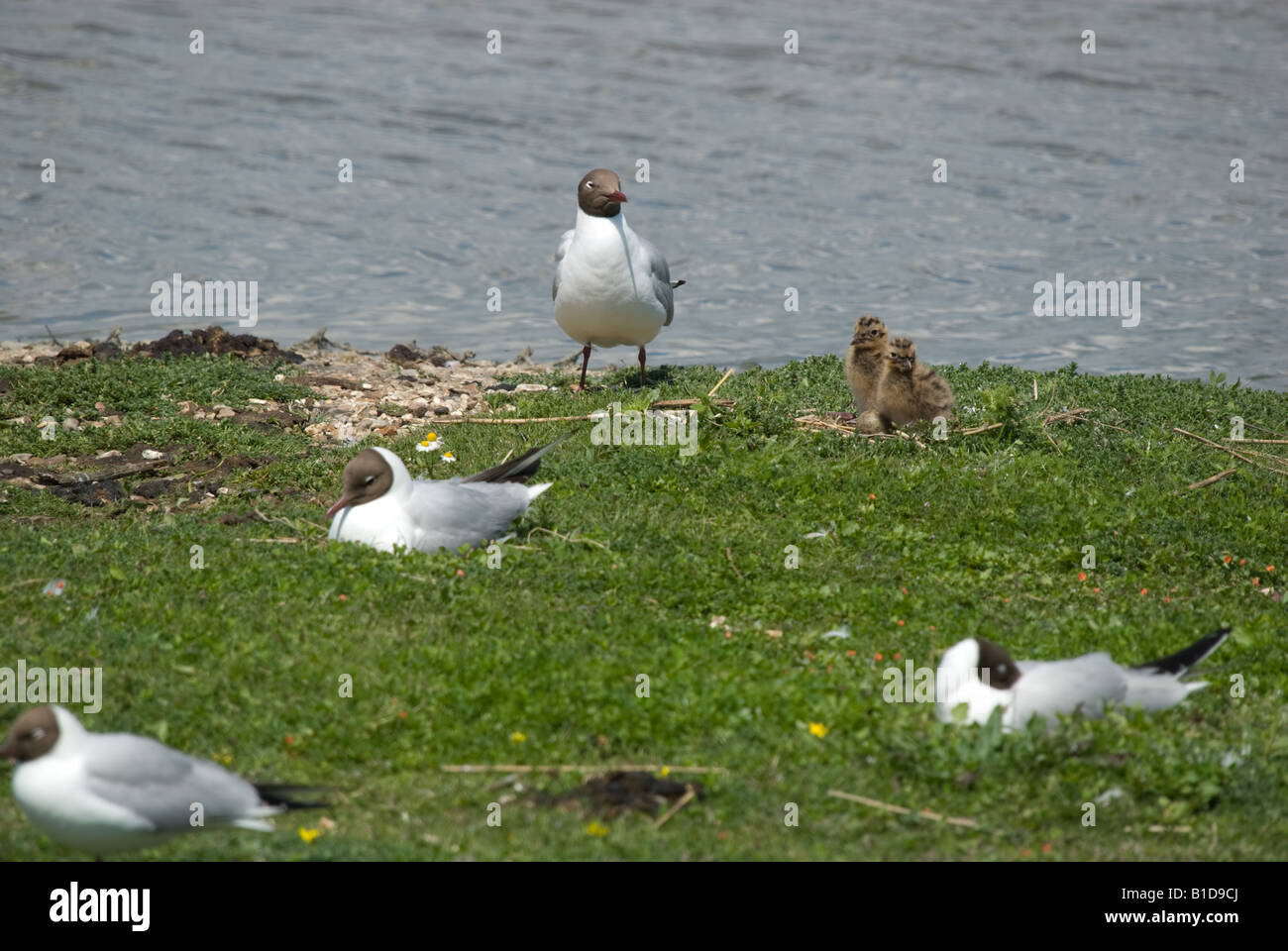 Two Black Headed gull chicks rest amongst a colony of adult birds ...