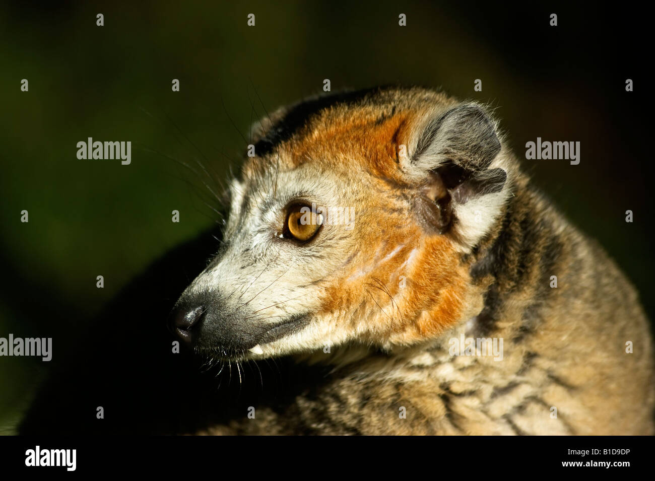 Crowned Lemur Portrait Stock Photo - Alamy