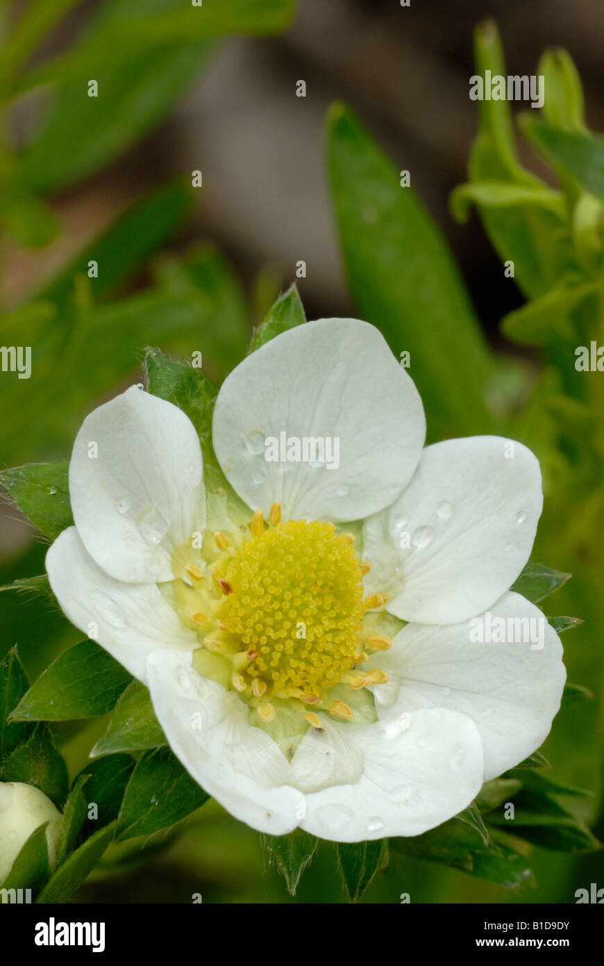 Cutivated Strawberry flower Fragaria ananassa var. "Temptation Stock ...