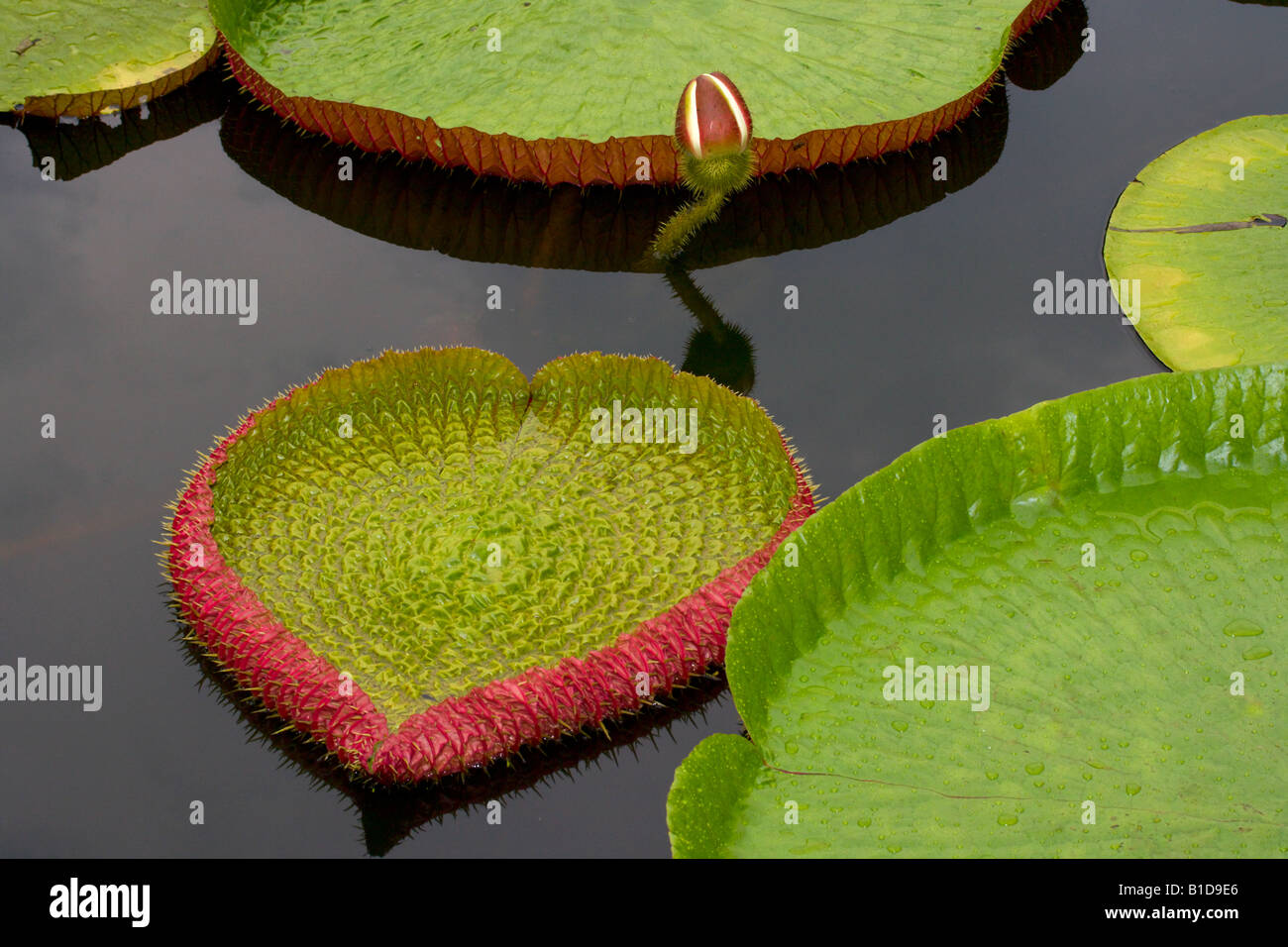 Amazon lily floating on water Stock Photo - Alamy