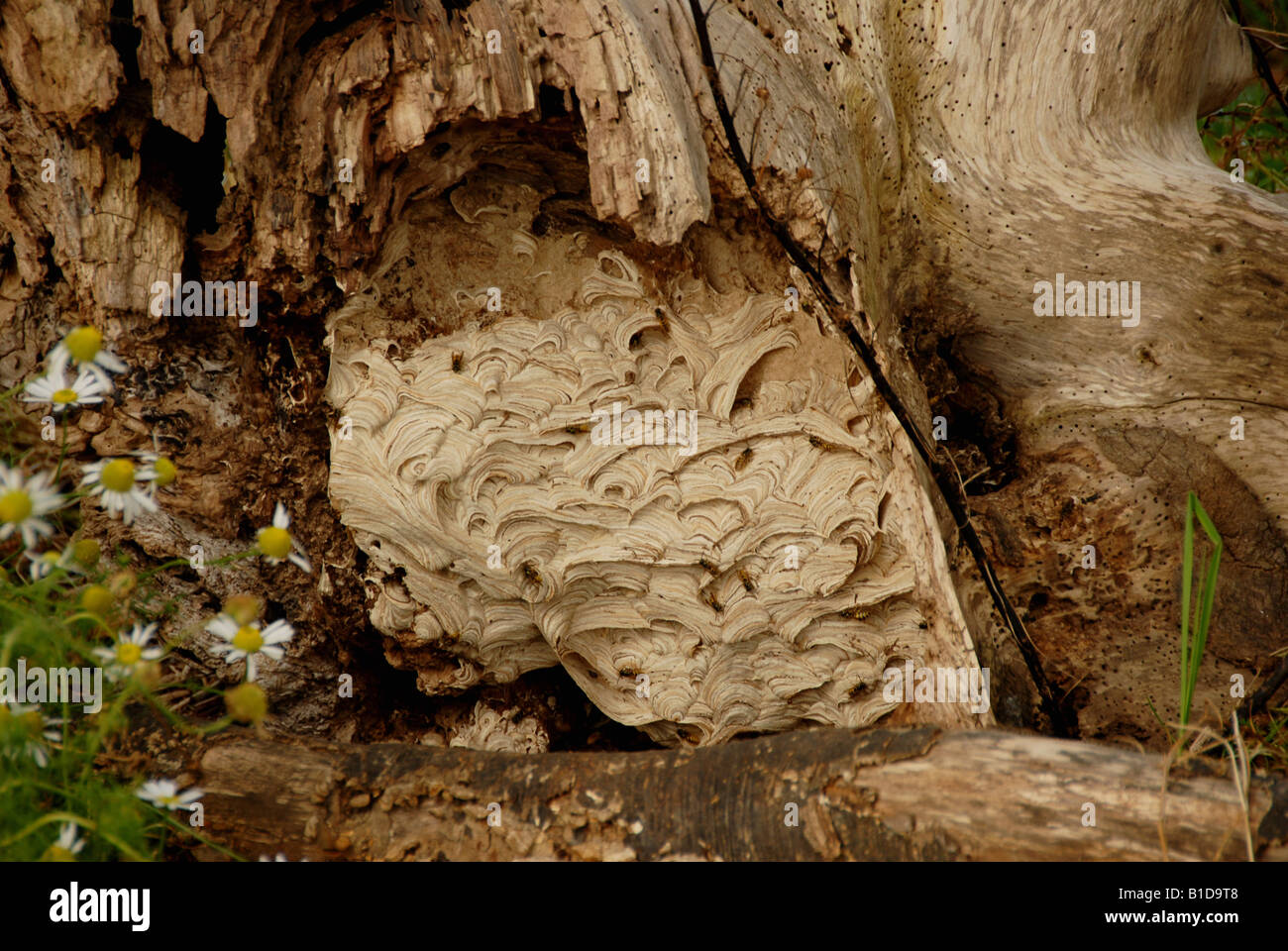 Wasps Nest at Base of Dead Tree Stock Photo - Alamy