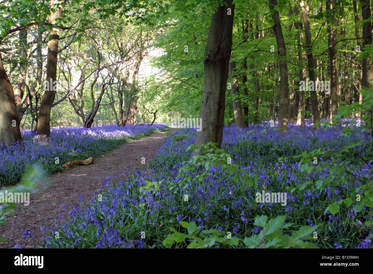 bluebell woods in spring Stock Photo - Alamy