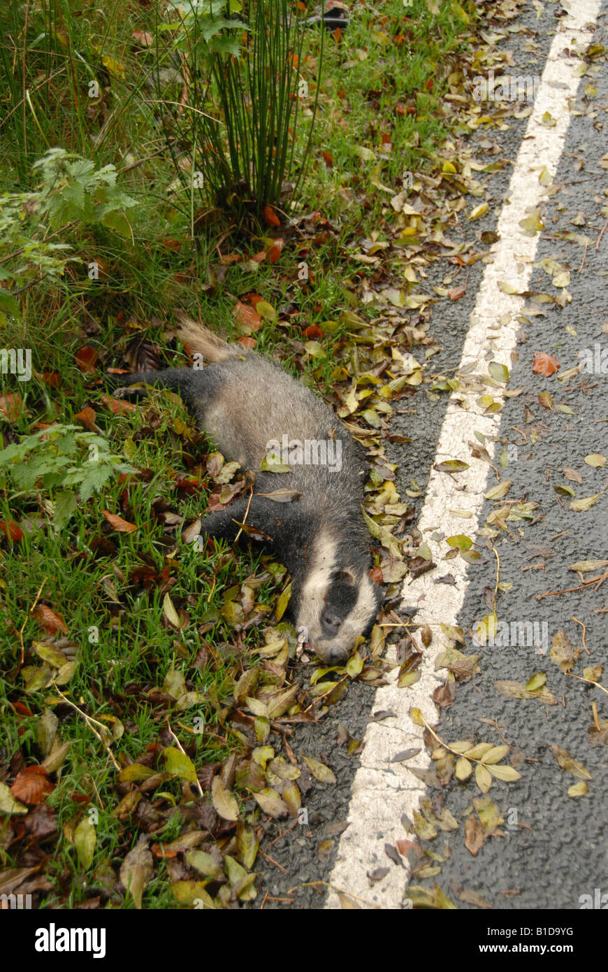Road Kill Badger Killed by Car on Roadside Snowdonia Stock Photo - Alamy