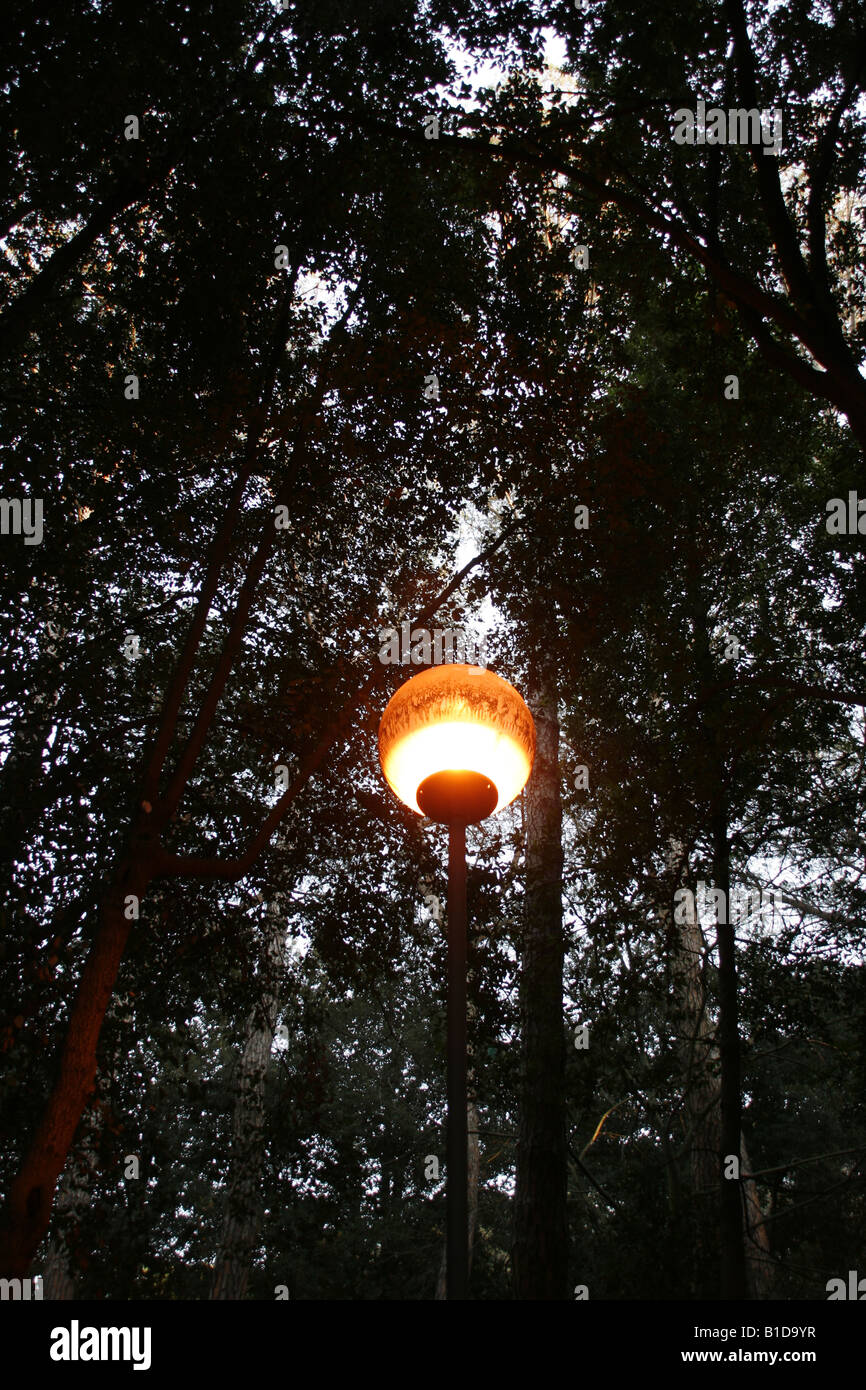 one round street lamp at night in dark forest Stock Photo - Alamy