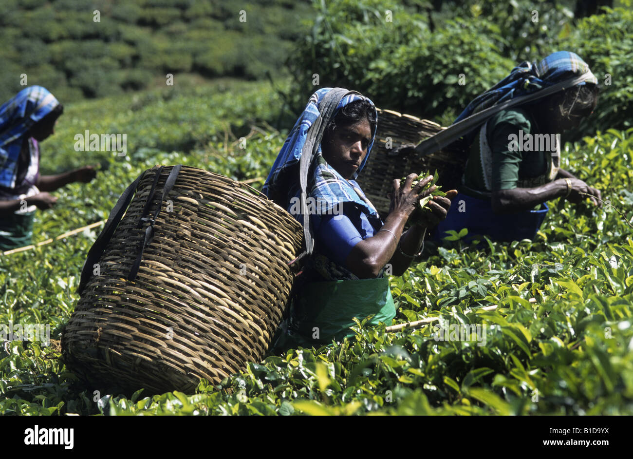 Sri Lanka . Women tea picking / plucking near Kandy Stock Photo - Alamy