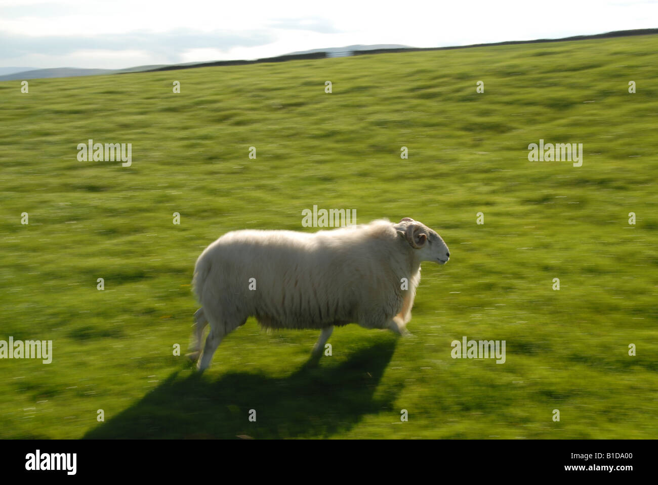 Welsh Ram on Hillside Snowdonia Stock Photo - Alamy