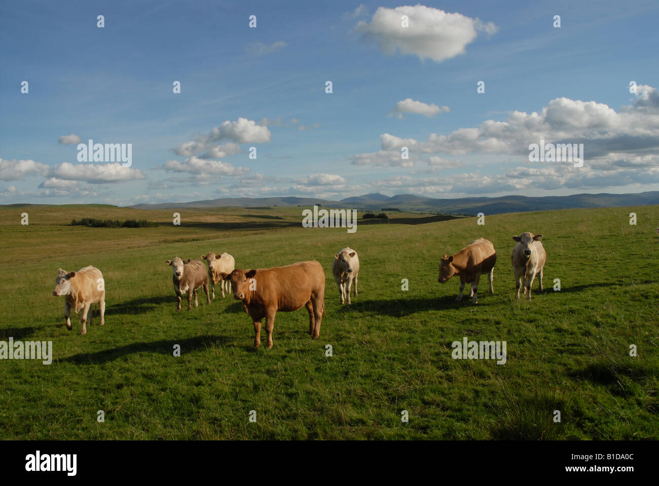 Cattle in Open Pasture Snowdonia Stock Photo - Alamy
