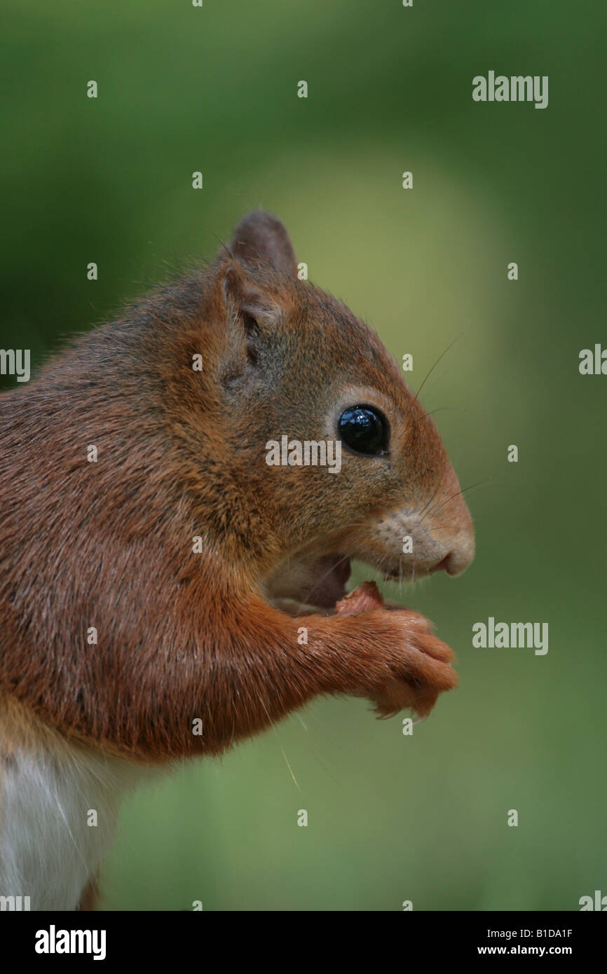 Red Squirrel eating a hazelnut Stock Photo - Alamy