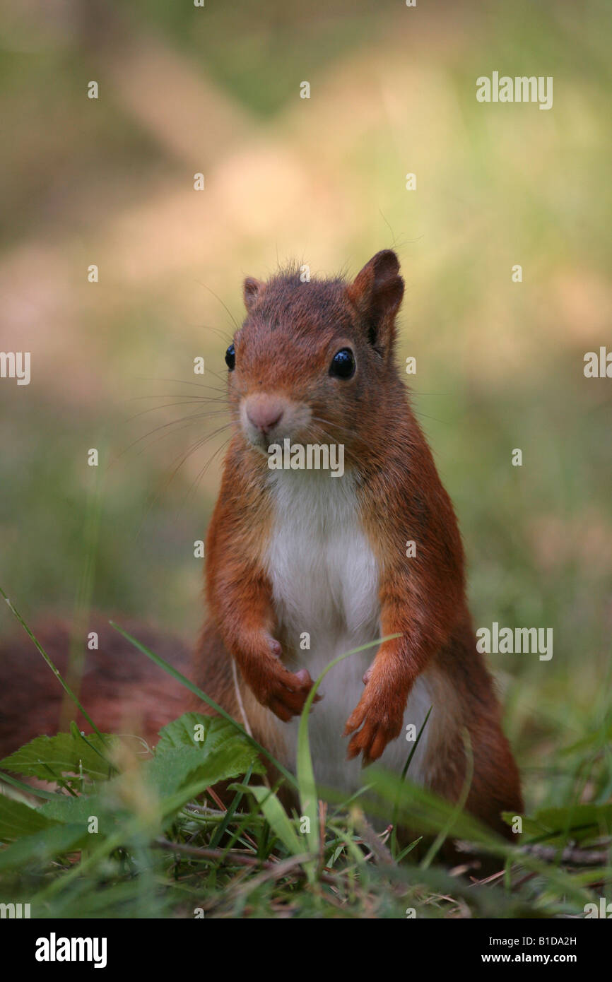 Red squirrel england hi-res stock photography and images - Alamy