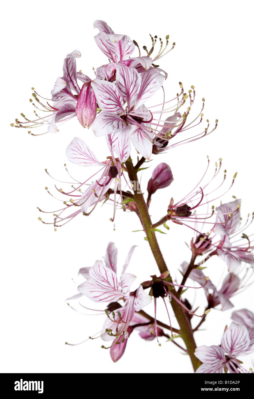 Dictamnus flower hi-res stock photography and images - Alamy