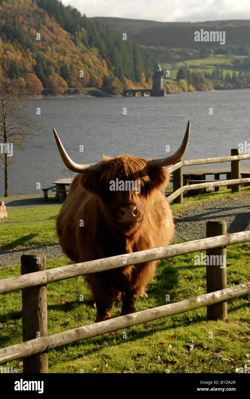 Welsh highland cow hi-res stock photography and images - Alamy