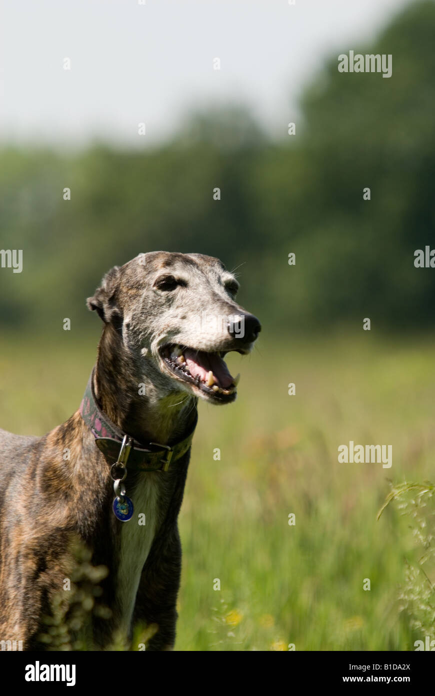 old greyhound posing Stock Photo - Alamy