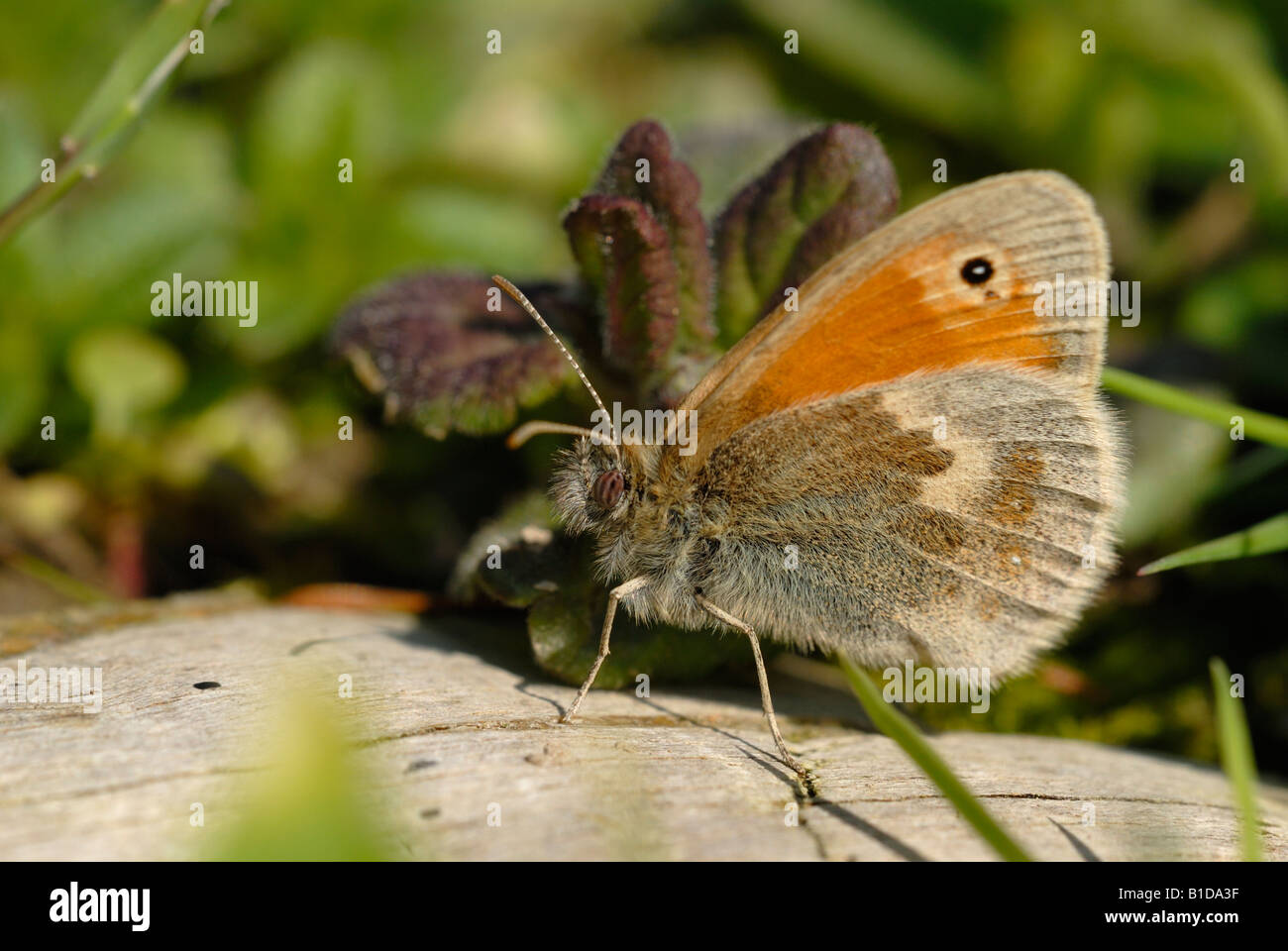 Small Heath butterfly Coenonympha pamphilus, Wales, UK Stock Photo - Alamy