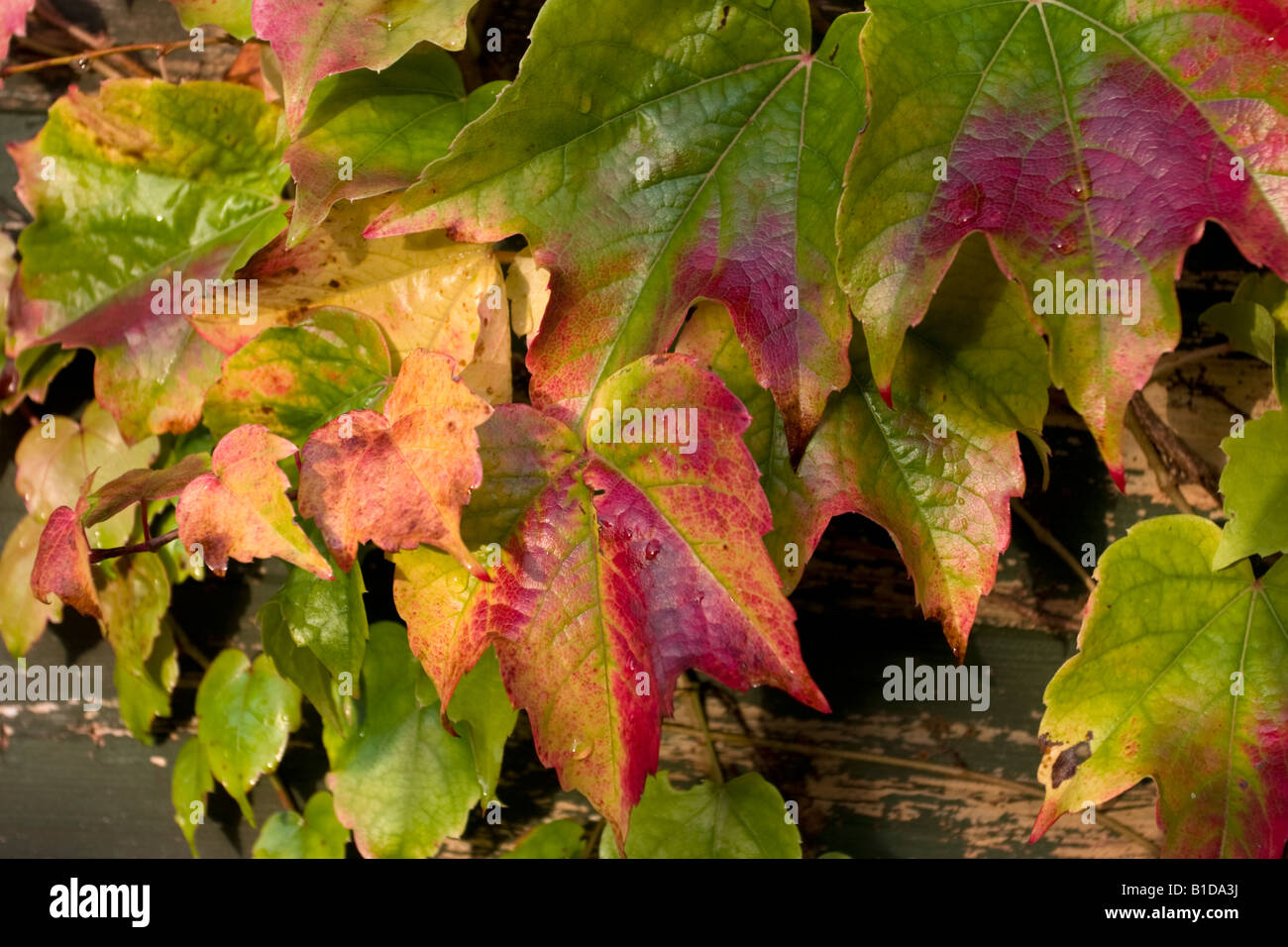 Colour change ivy hi-res stock photography and images - Alamy
