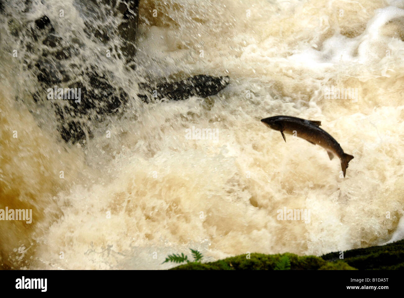 Salmon jumping rapids hi-res stock photography and images - Alamy