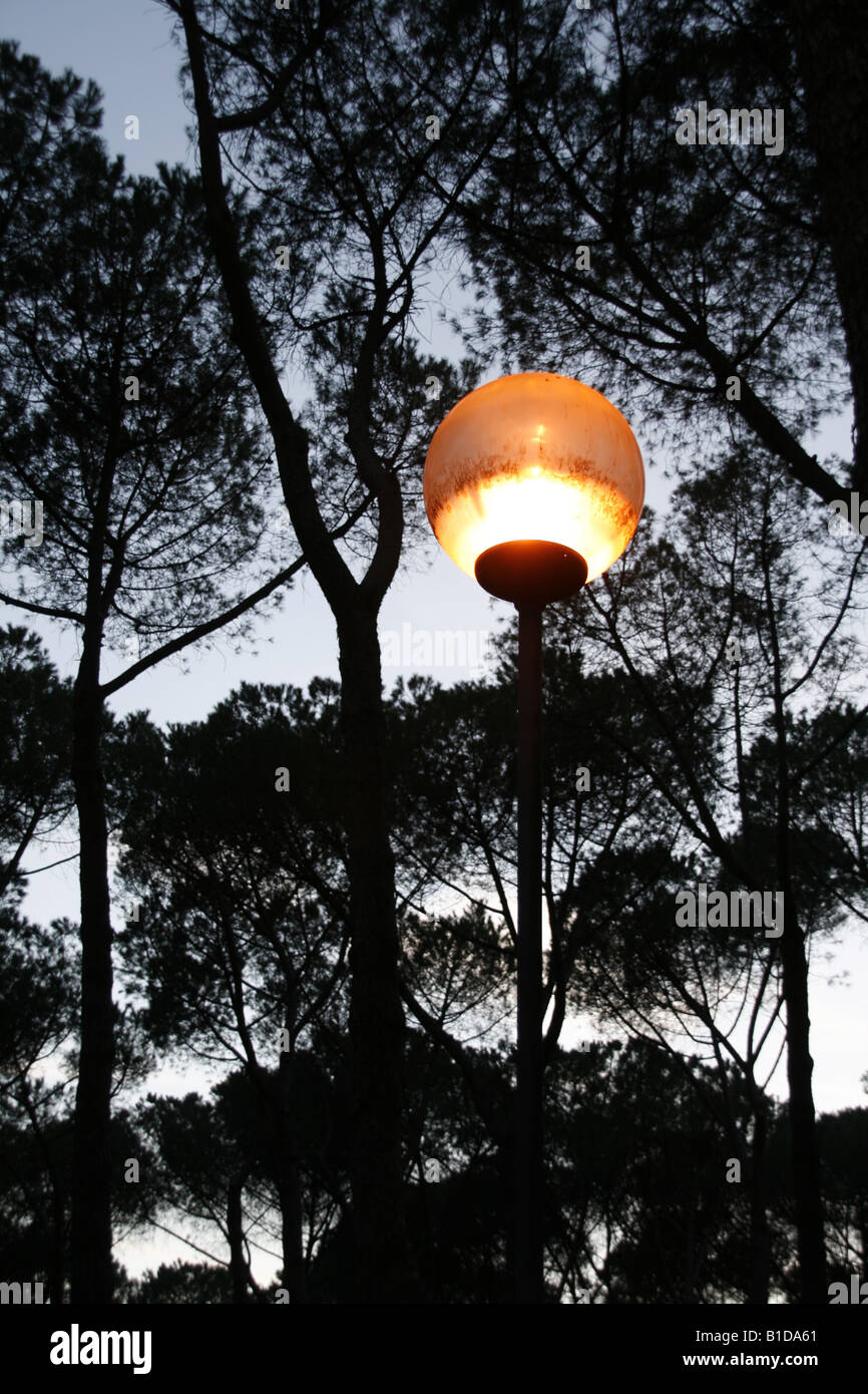 one round street lamp at night in dark forest Stock Photo - Alamy
