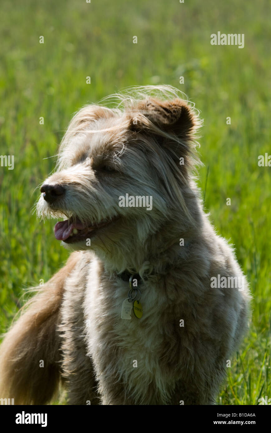 Cute, fluffy, unusual k9 dog in relaxed pose with adorable fluffy ears ...