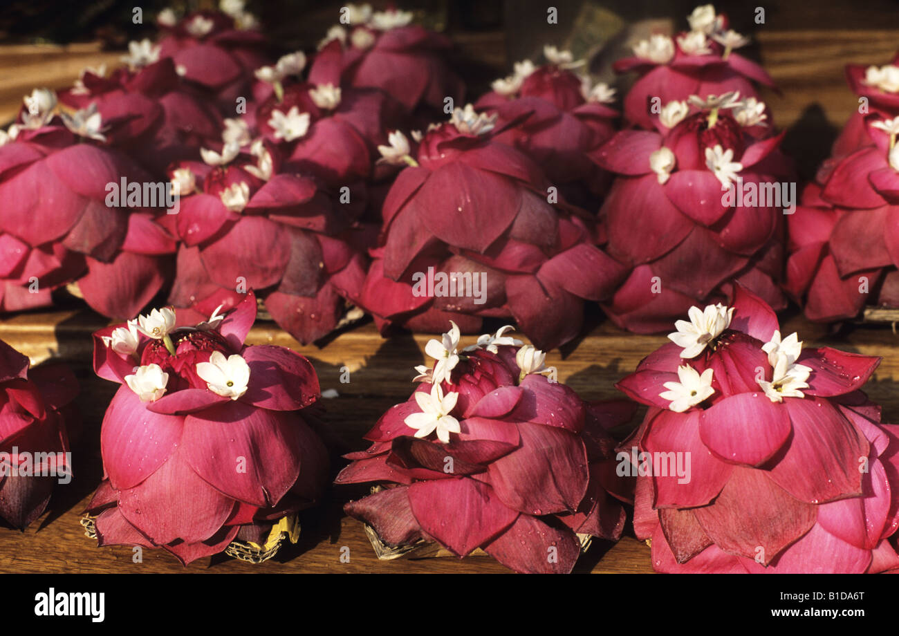 Sri Lanka Lotus flower offerings to mark the New Year January 1st 2004 ...