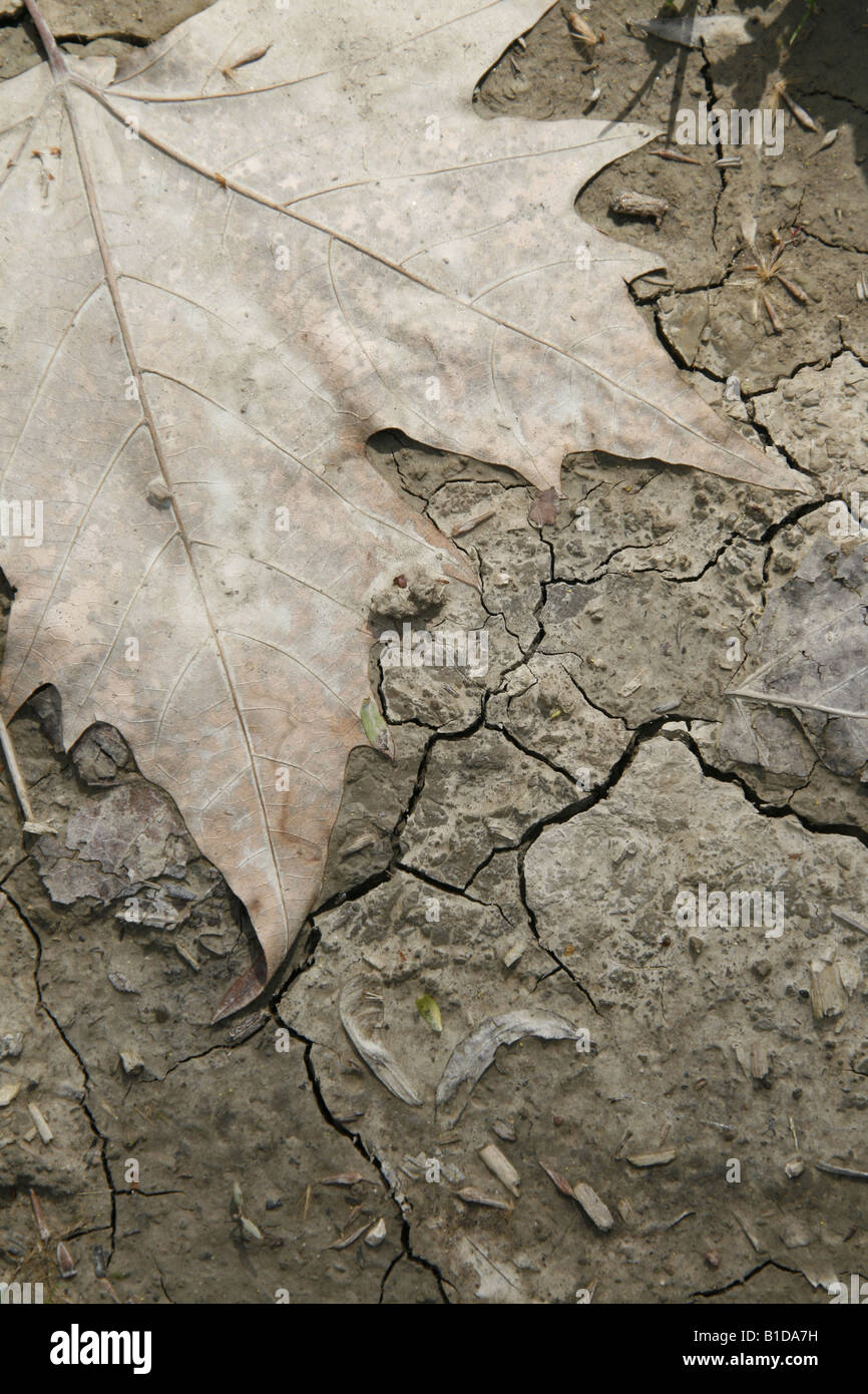 one fallen dead brown leaf in mud in field Stock Photo - Alamy