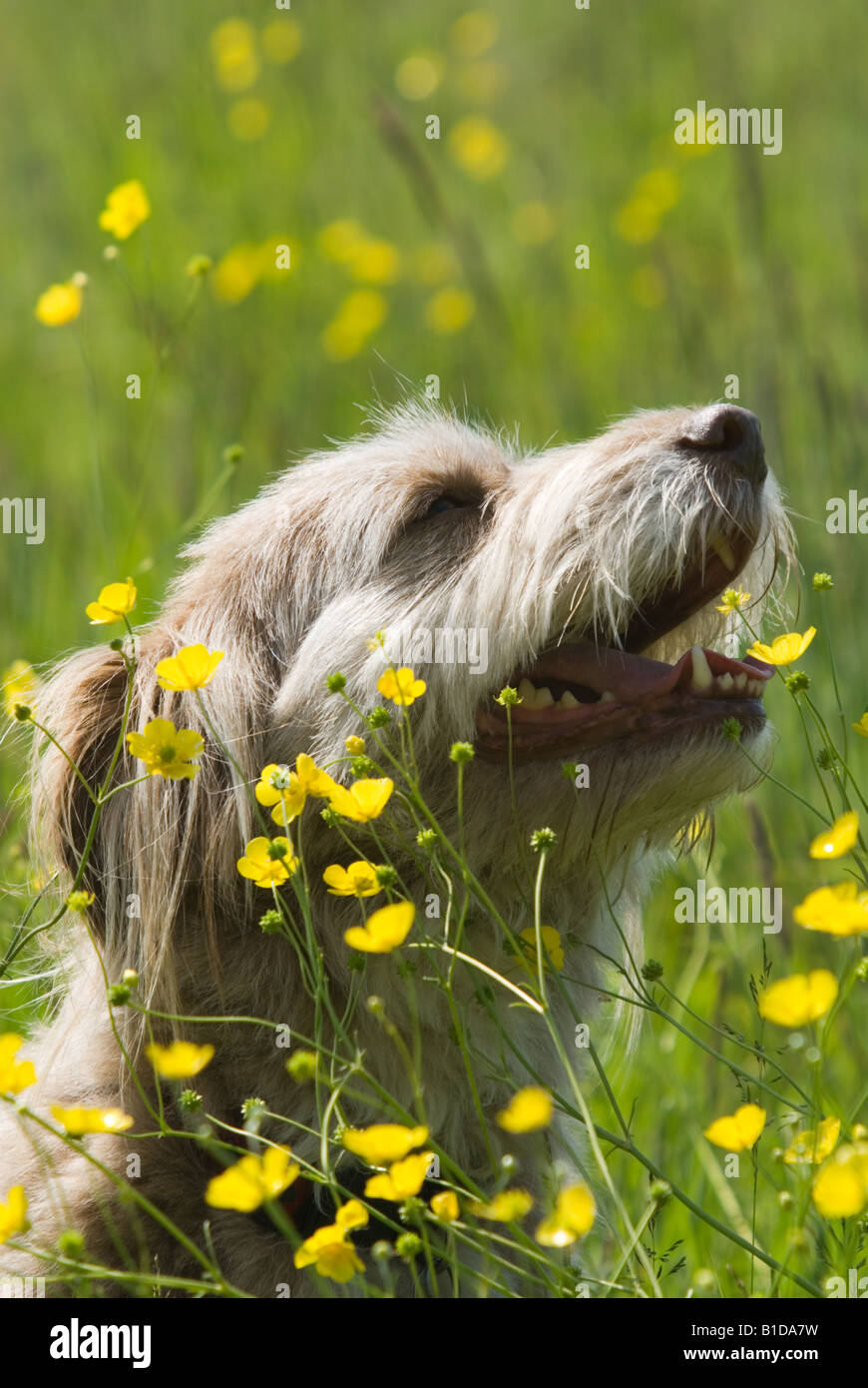 Cute, fluffy, unusual k9 dog in relaxed pose with adorable fluffy ears ...