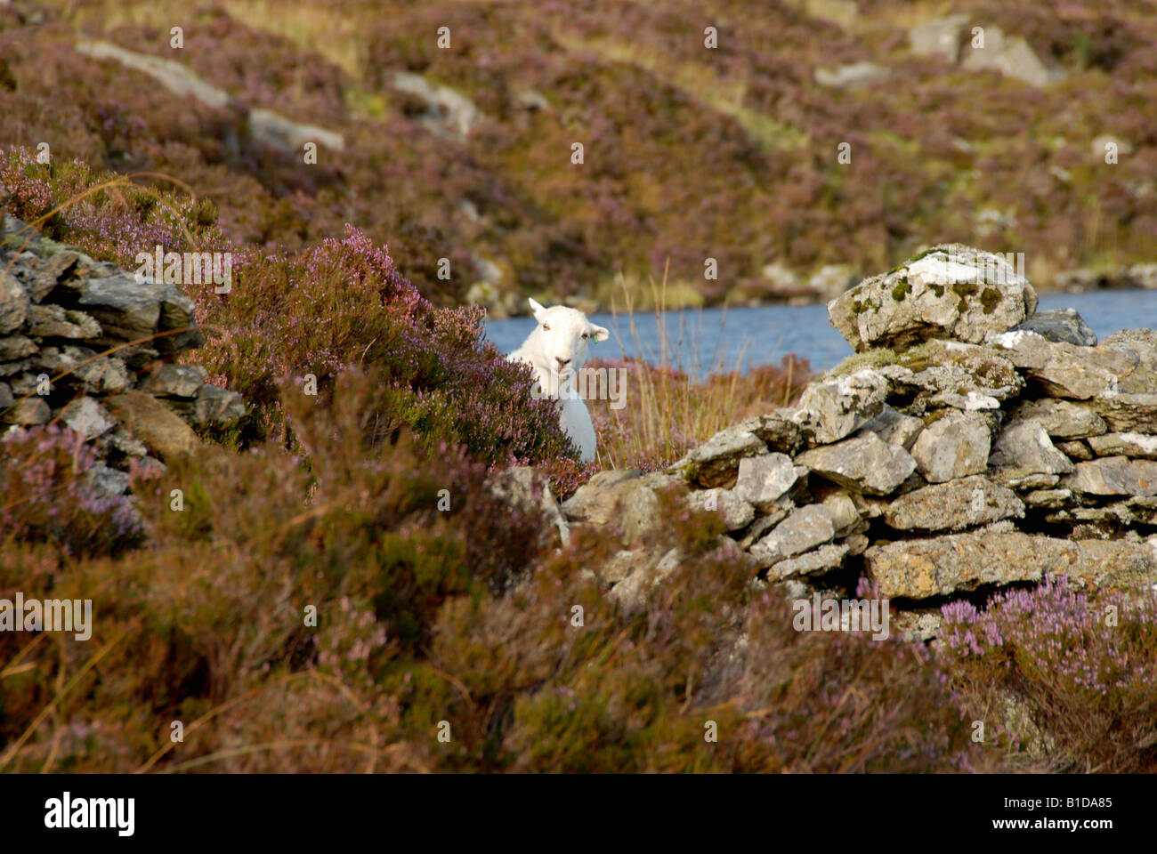 Migneint hi-res stock photography and images - Alamy