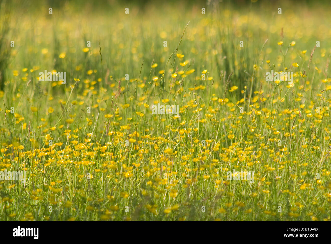 Lots of buttercups hi-res stock photography and images - Alamy