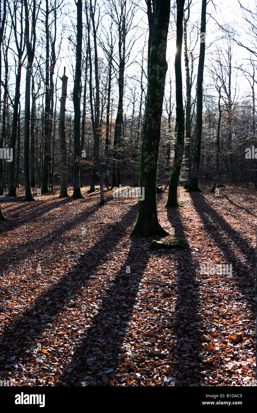 Autumn colours in the forest Stock Photo - Alamy