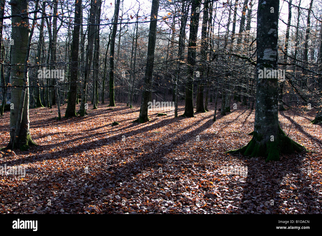Autumn colours in the forest Stock Photo - Alamy