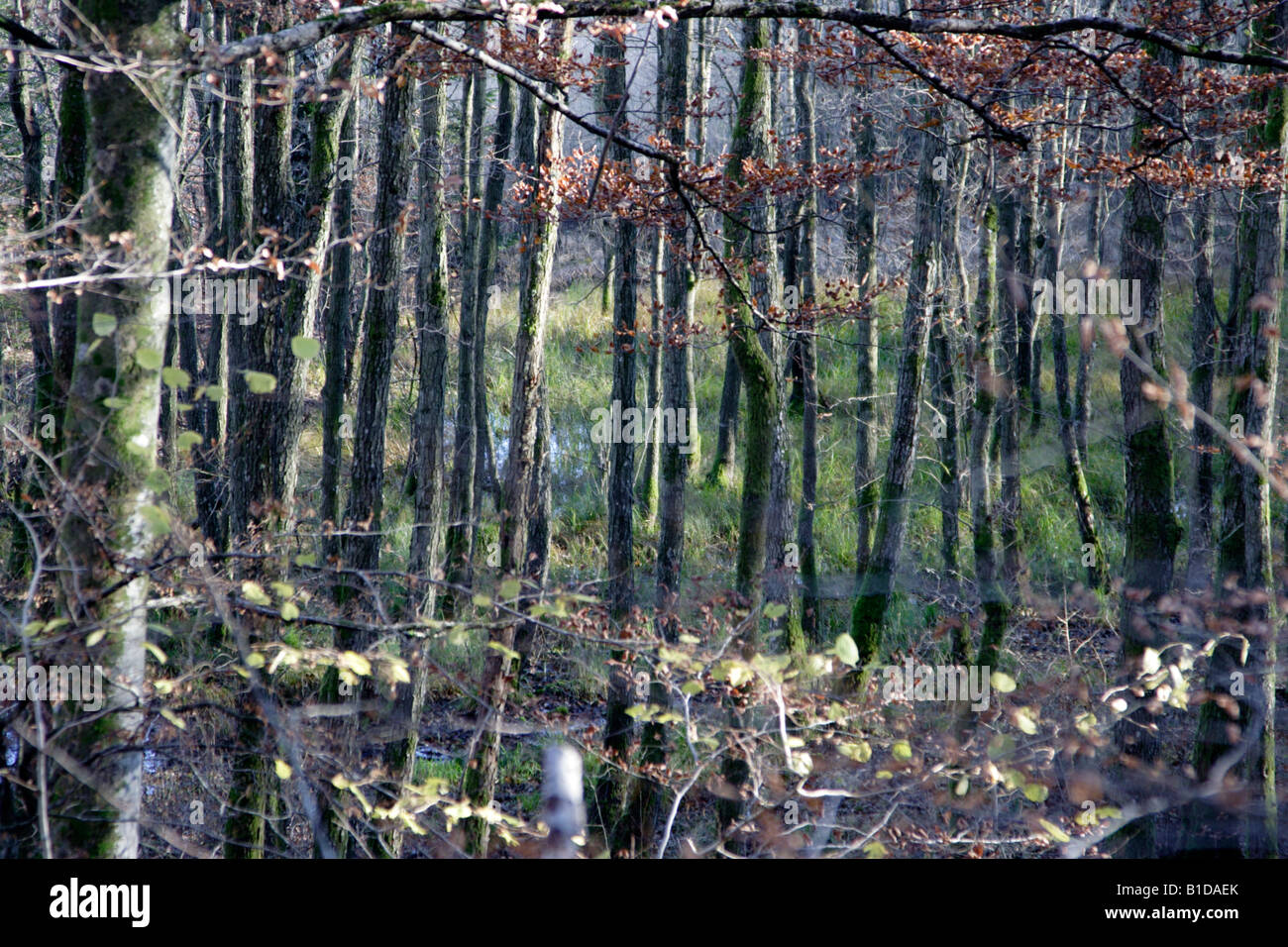 Autumn colours in the forest Stock Photo - Alamy