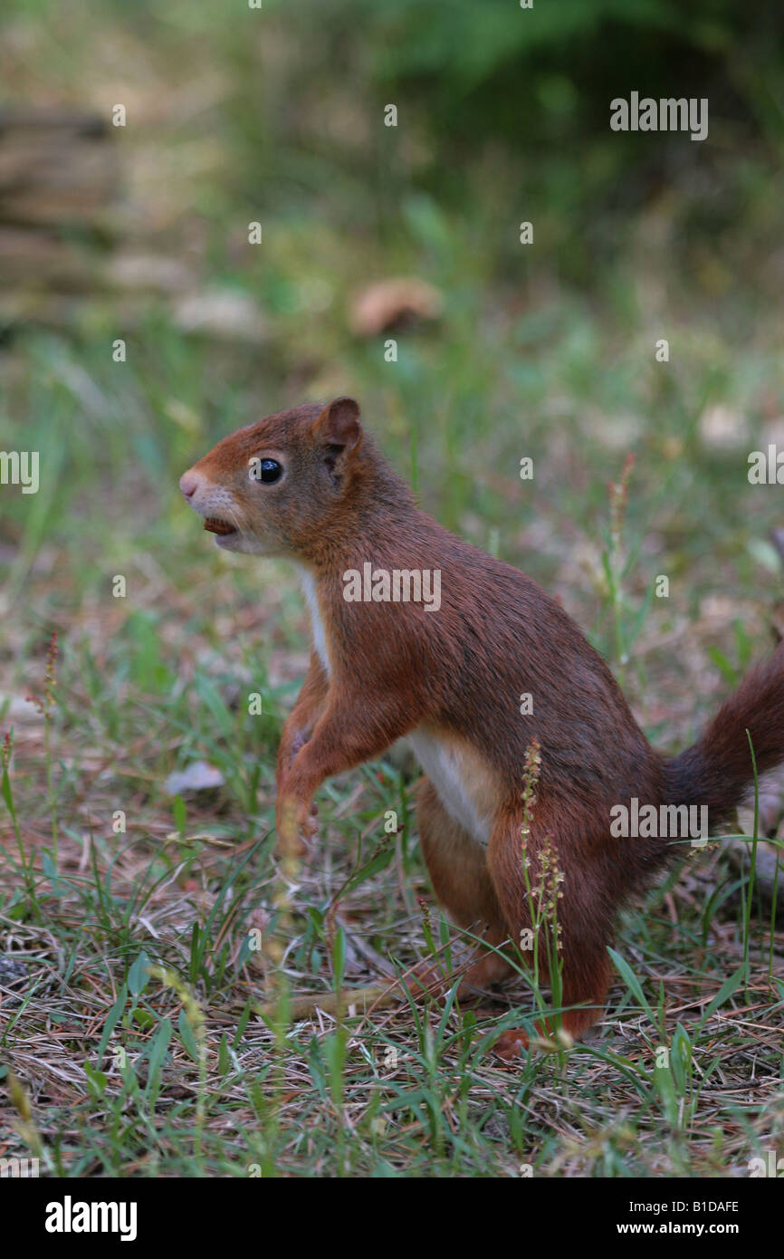 Red Squirrel carrying a hazelnut Stock Photo - Alamy