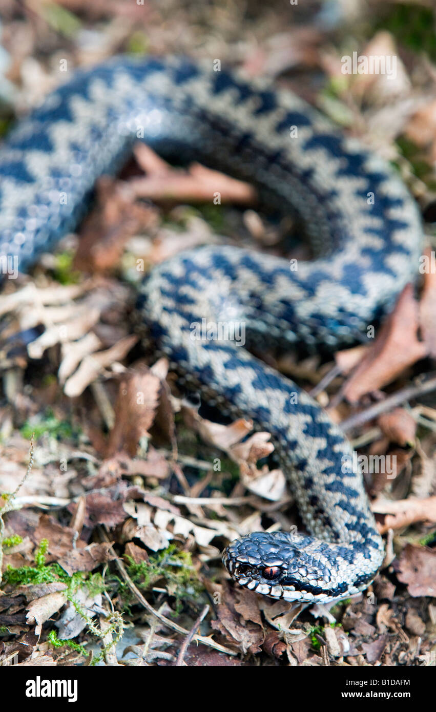 Adder scotland hi-res stock photography and images - Alamy