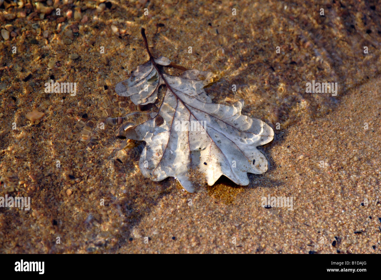 Autumn light playing on the water surface Stock Photo - Alamy
