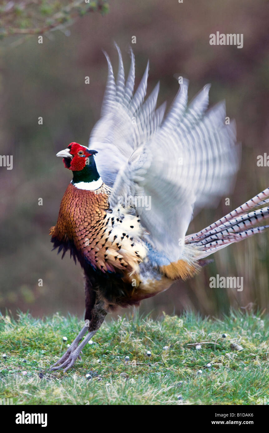 pheasant displaying phasianus colchicus isle of mull scotland Stock ...