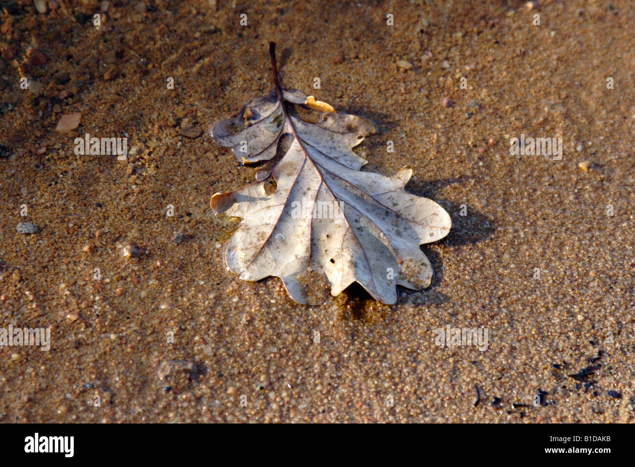 Autumn light playing on the water surface Stock Photo - Alamy