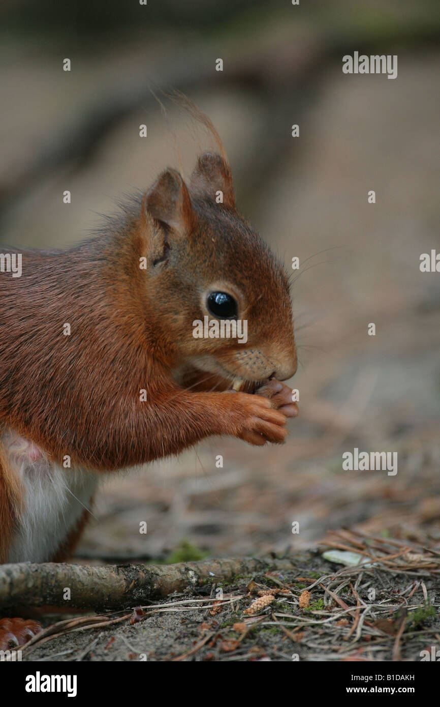 Red Squirrel eating a nut Stock Photo - Alamy