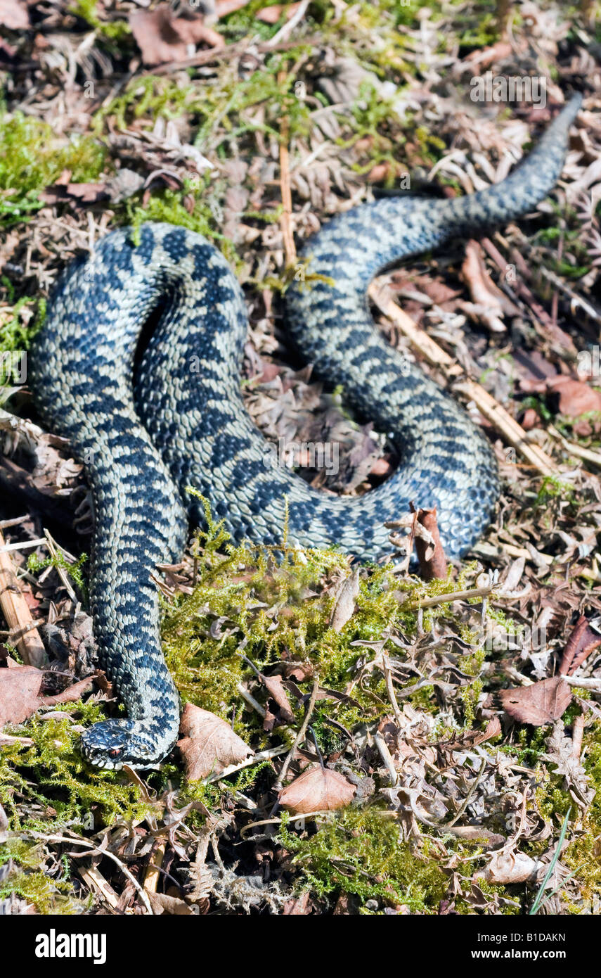 Adder scotland hi-res stock photography and images - Alamy