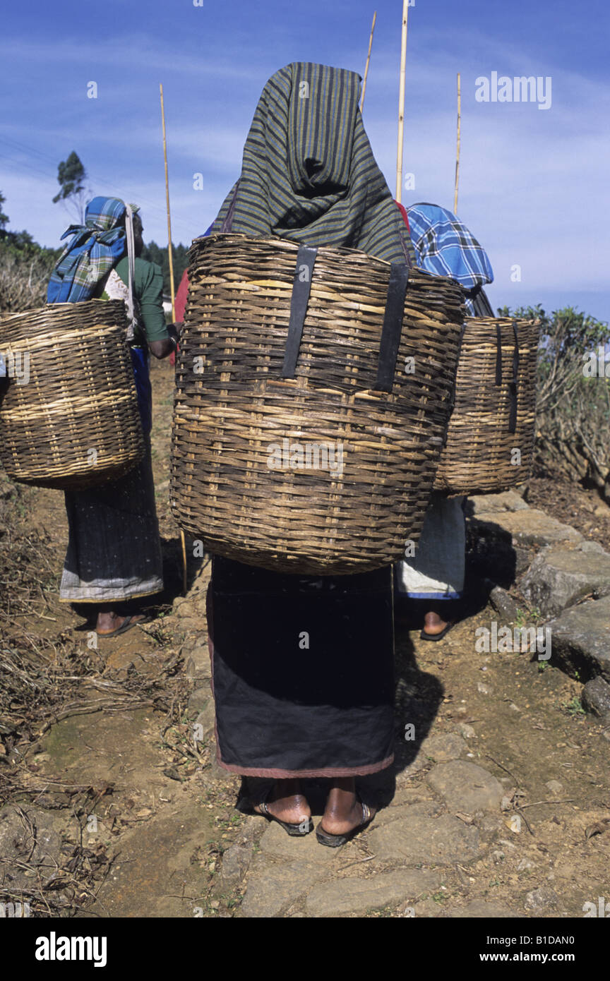 Sri Lanka Tea picking plucking near Kandy. Workers walk to a new area ...