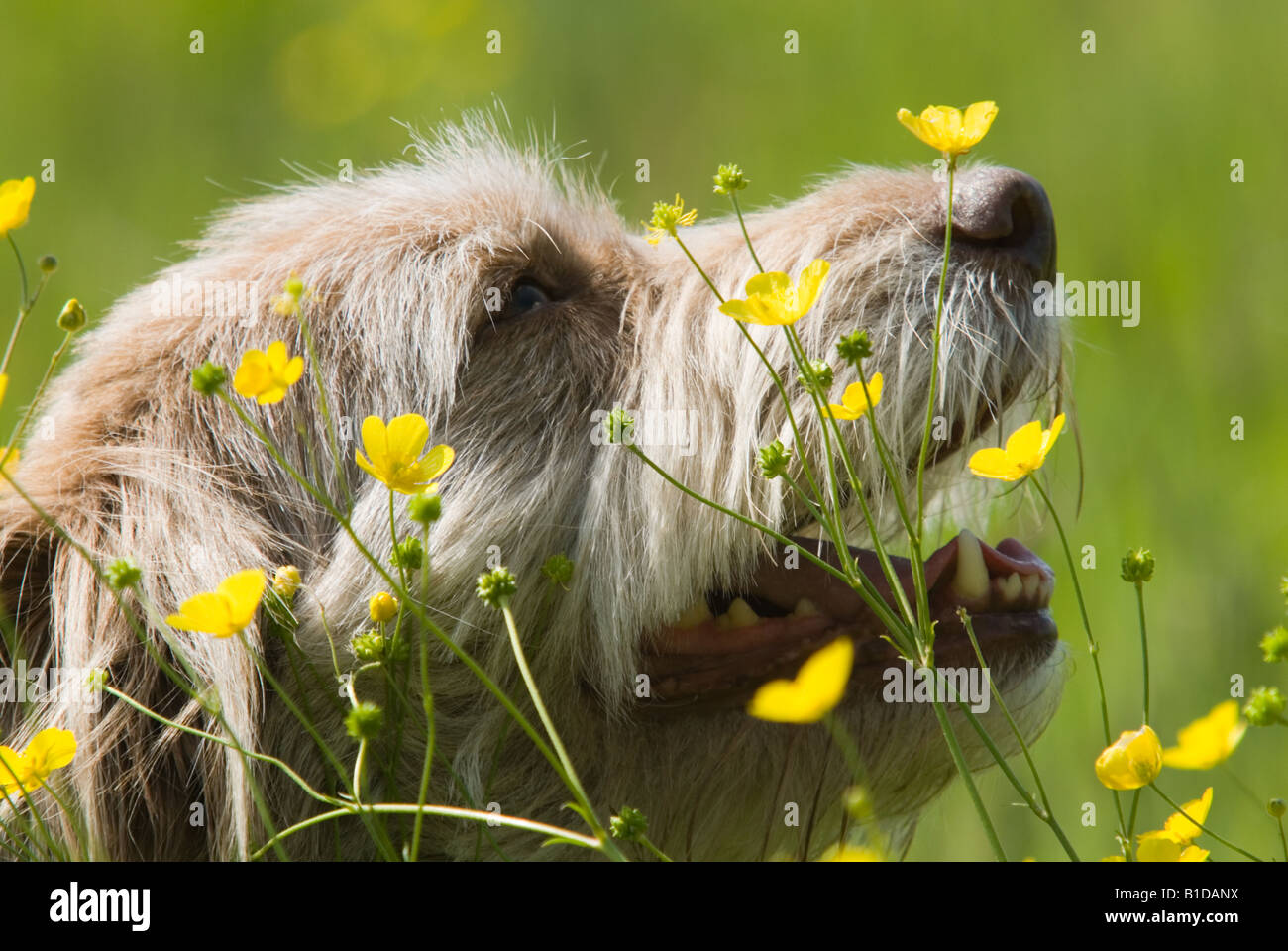 Cute, fluffy, unusual k9 dog in relaxed pose with adorable fluffy ears ...