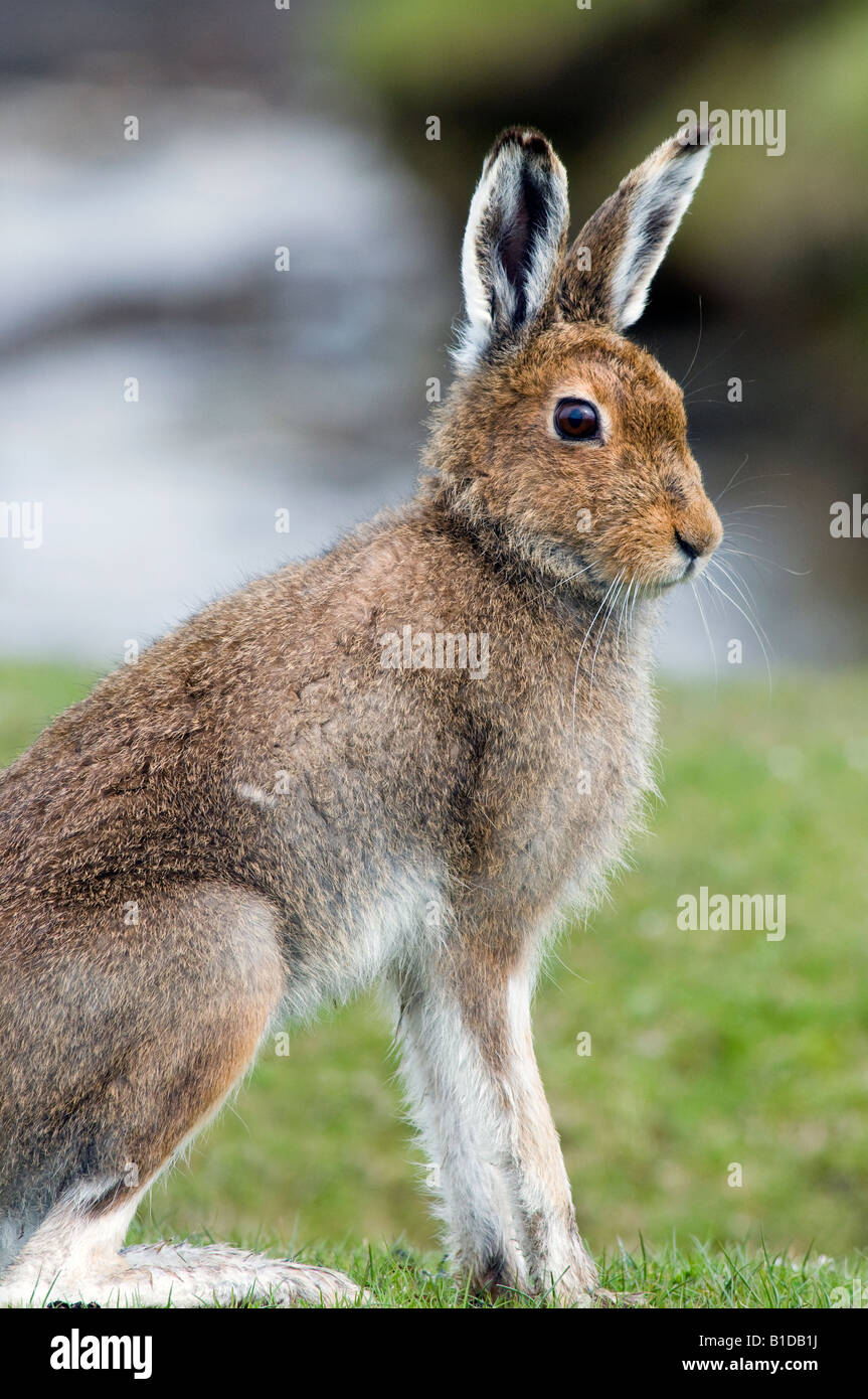Mountain hare great britain hi-res stock photography and images - Alamy