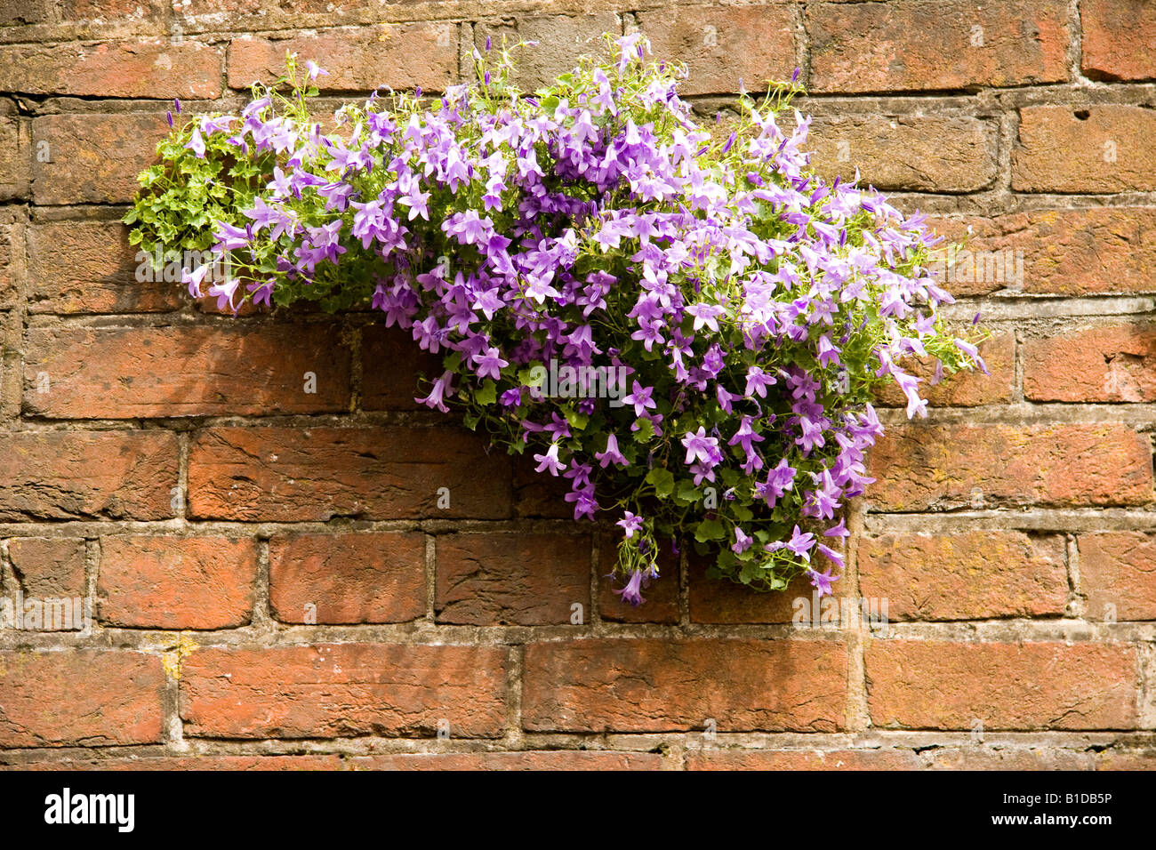 A clump of purple campanula bellflower C portenschlagiana C muralis ...