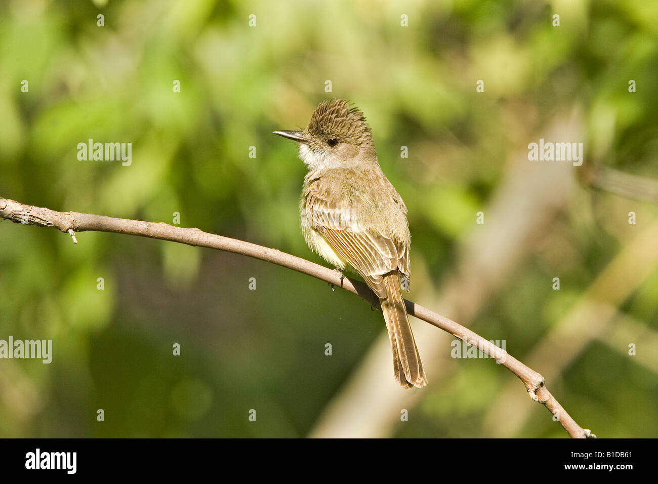 Dusky-capped Flycatcher Myiarchus tuberculifer Huachuca Mountains ...
