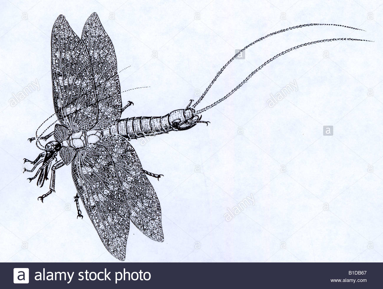 Fossil Dragonfly High Resolution Stock Photography and Images - Alamy