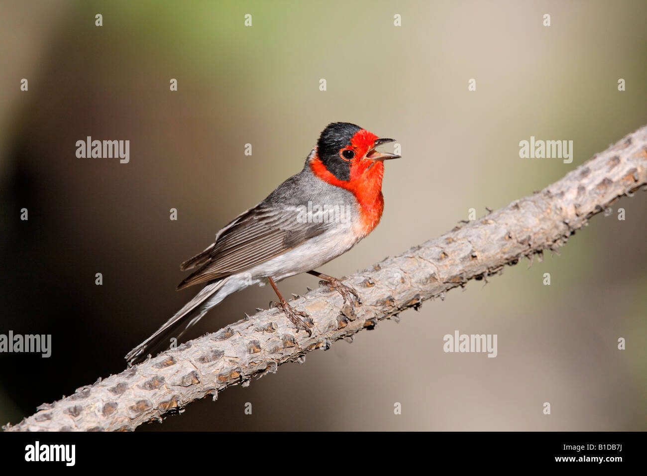 Red-faced Warbler Cardellina rubrifrons Stock Photo - Alamy